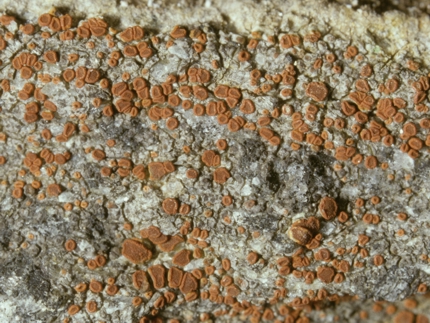 Matthias Schultz - lichen galery - acidic rock