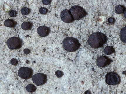 Matthias Schultz - lichen galery - endolithic