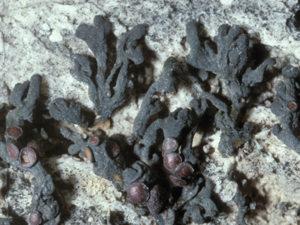 Matthias Schultz - lichen galery - acidic rock