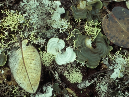 Matthias Schultz - lichen galery - soil