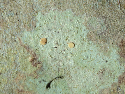 Matthias Schultz - lichen galery - epiphyllous