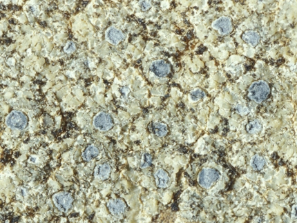 Matthias Schultz - lichen galery - endolithic