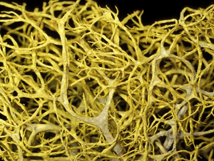 Matthias Schultz - lichen galery - bark