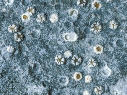 Matthias Schultz - lichen galery - endolithic