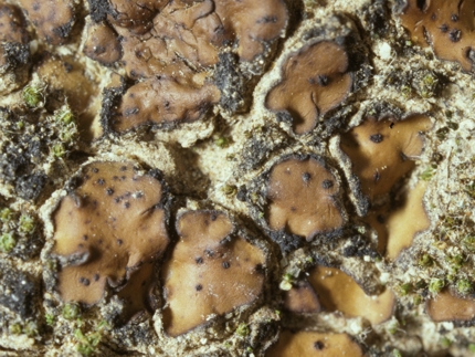 Matthias Schultz - lichen galery - soil