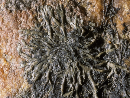 Matthias Schultz - lichen galery - amphibious