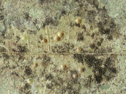 UNI Hamburg - Biozentrum Klein Flottbek - Systematik: klassisch und ...