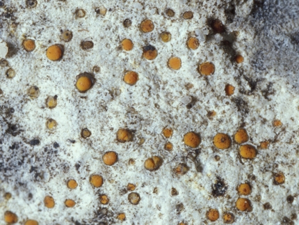 Matthias Schultz - lichen galery - endolithic