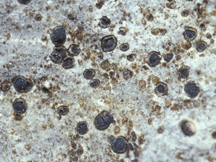 Matthias Schultz - lichen galery - endolithic