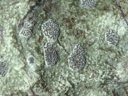 Matthias Schultz - lichen galery - sript lichens