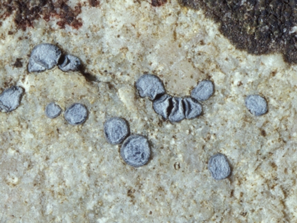 Matthias Schultz - lichen galery - endolithic