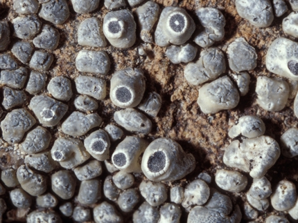 Matthias Schultz - lichen galery - acidic rock