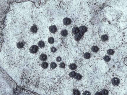 Matthias Schultz - lichen galery - endolithic