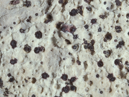 Matthias Schultz - lichen galery - endolithic